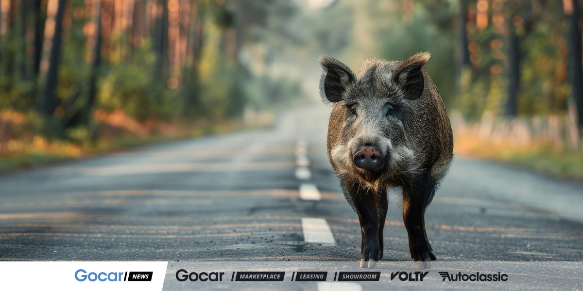 In deze regio van België heb je de grootste kans o... | Gocar.be